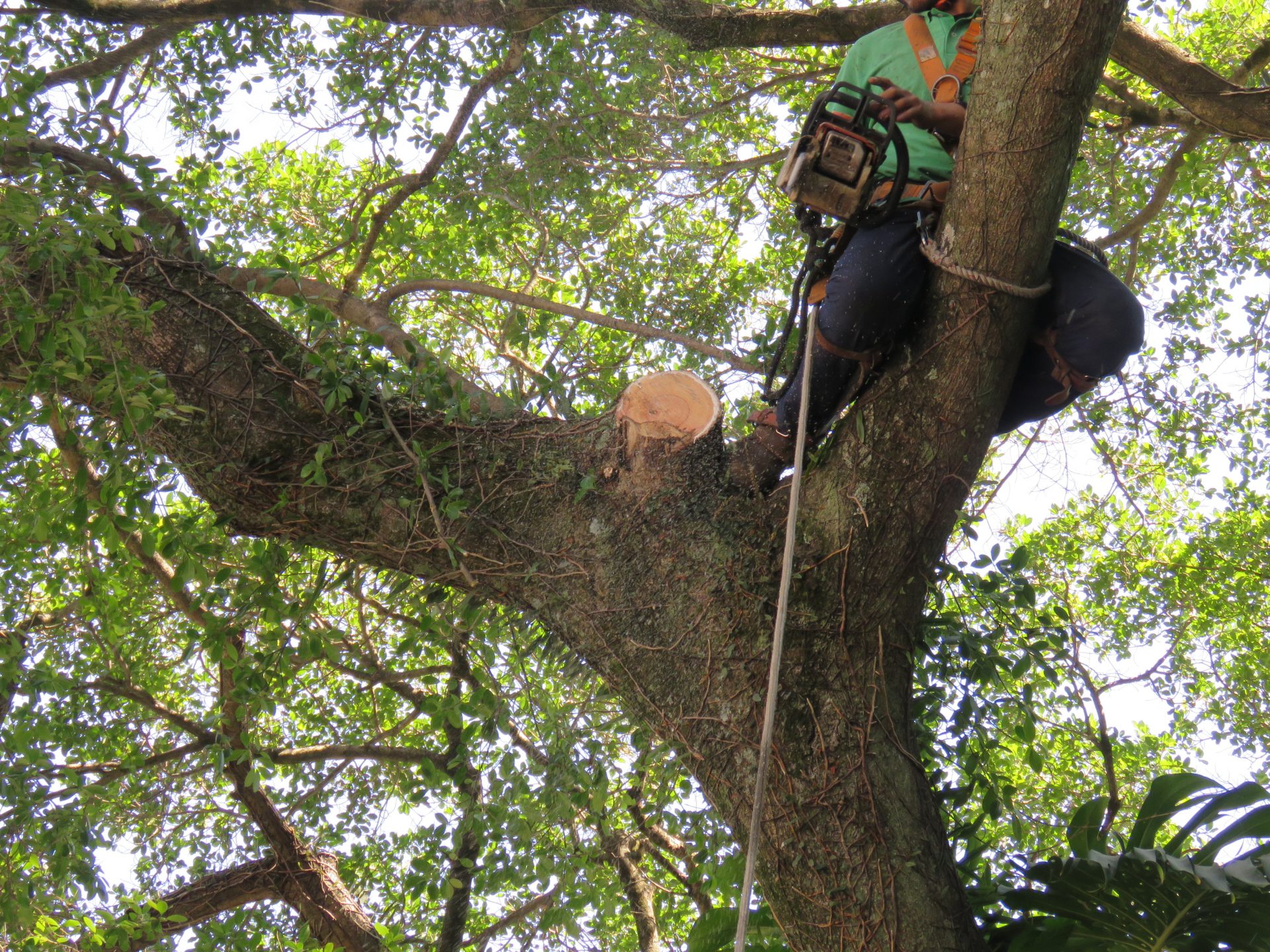 Vai podar sua árvore? Saiba quais são os principais tipos de poda