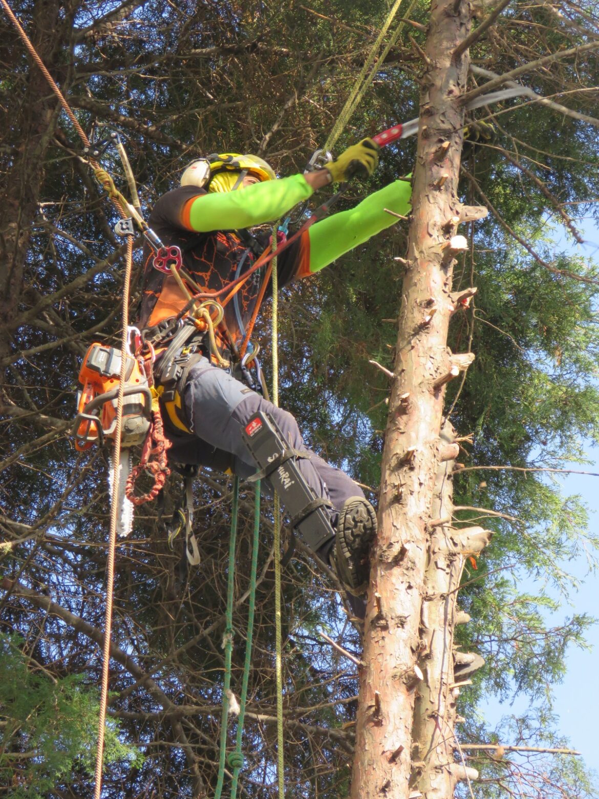 Época de Poda: Quando começa e como solicitar a poda?